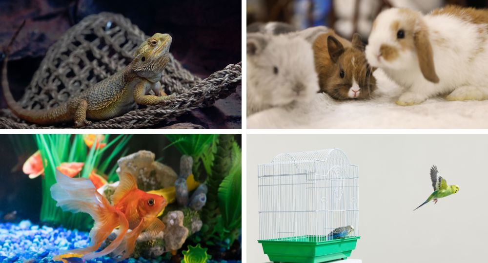 How to care for an exotic animal | New Idea