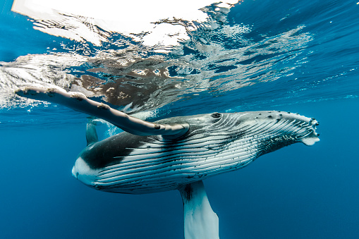 Giant humpback whale saves diver from shark | New Idea