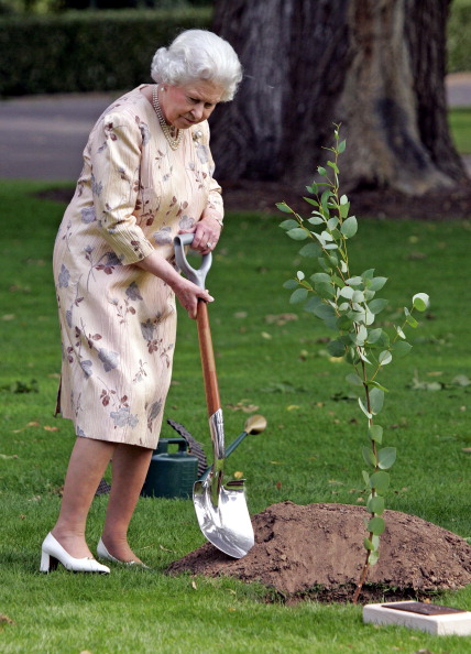 The Queen's long life is because of an oak tree | New Idea