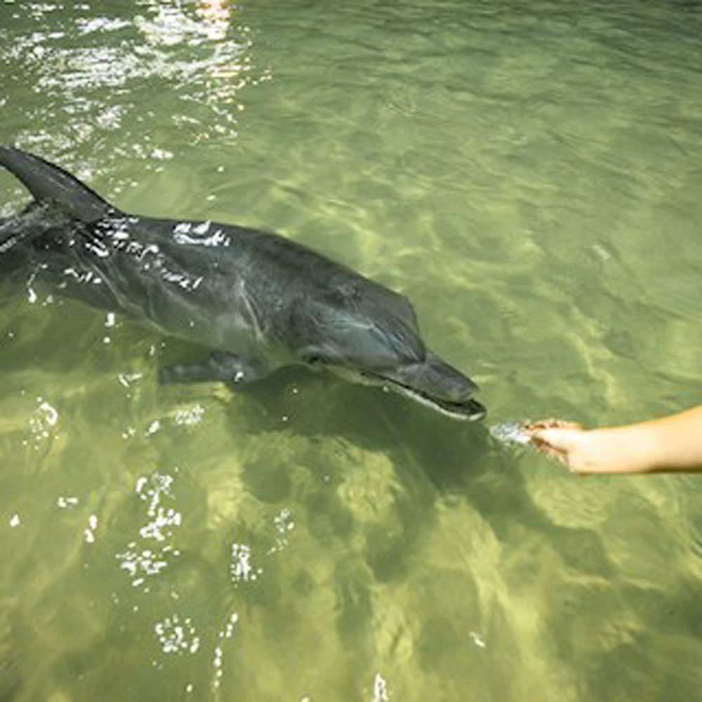 Australian Wild Dolphin Feeding - why you have to try it | New Idea