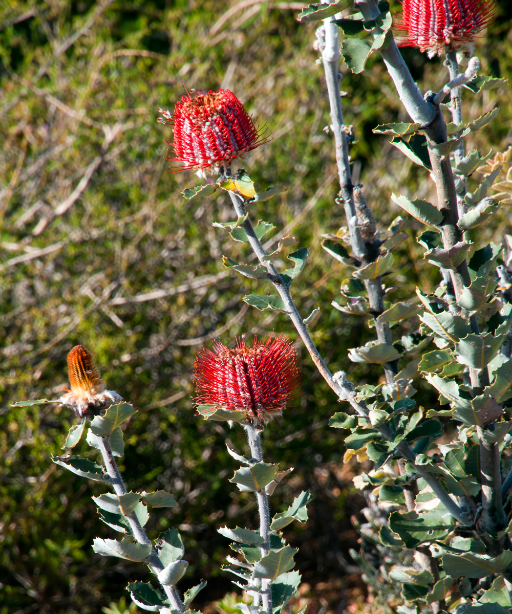 A Guide to Australian Native Plants Flowers Trees & Grasses | New Idea
