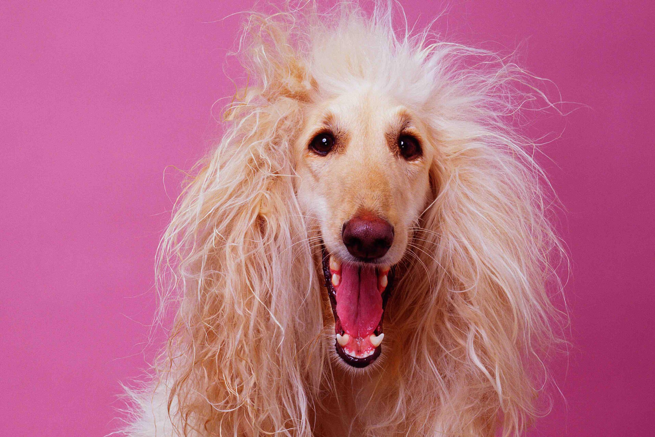 Best ever frizz fighters | New Idea