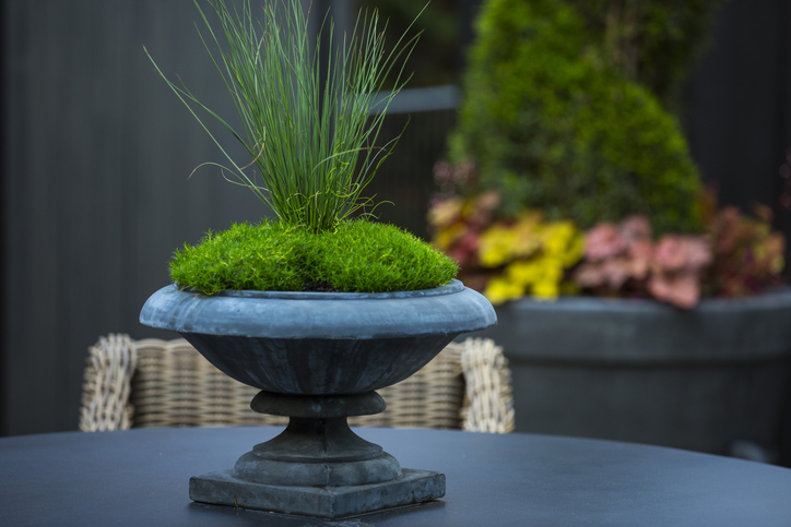 Gardening made easy - make a dish garden | New Idea