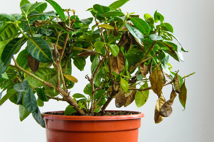 How to cure five common indoor plant problems | New Idea