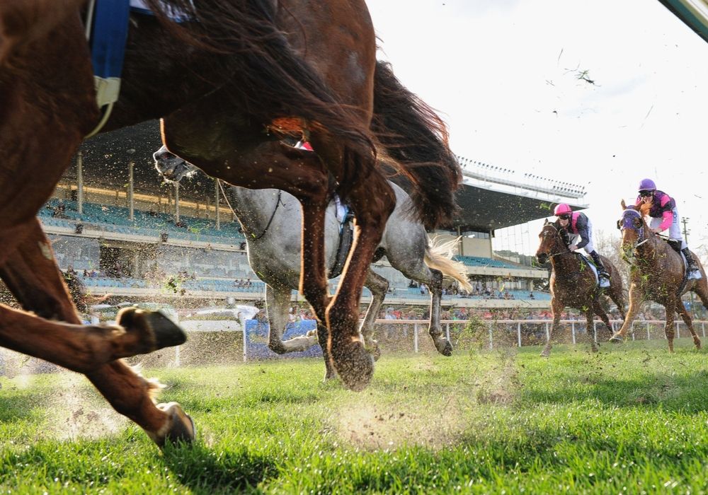 Aussie racehorse slaughter leaves TV viewers stunned | New Idea