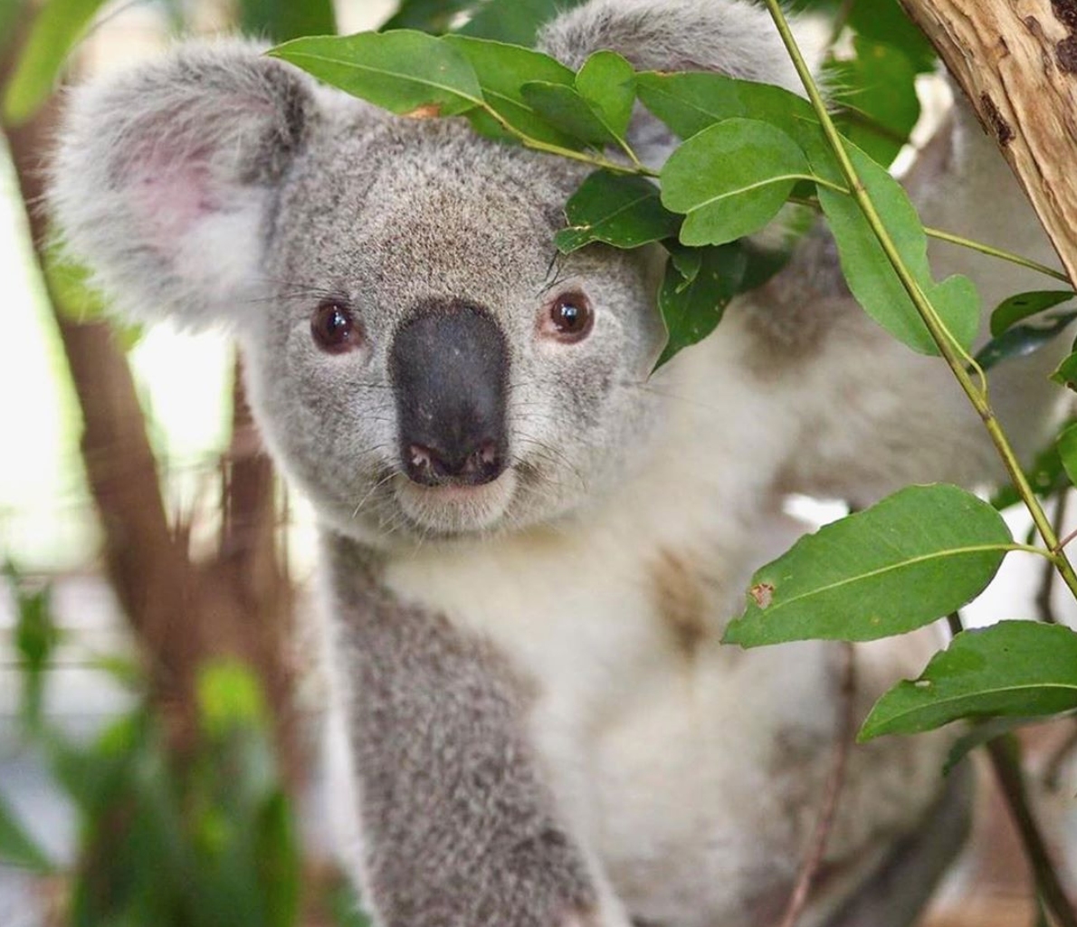 Bindi Irwin reveals which animals will be at her wedding | New Idea