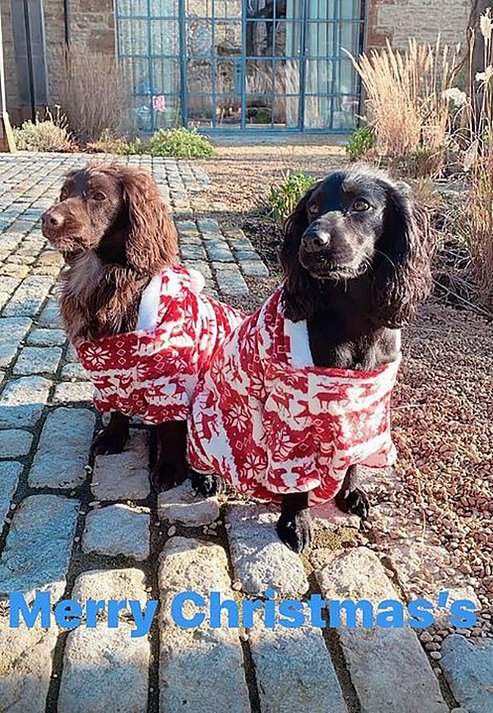 The Beckham family have added a new member for Christmas – a puppy ...